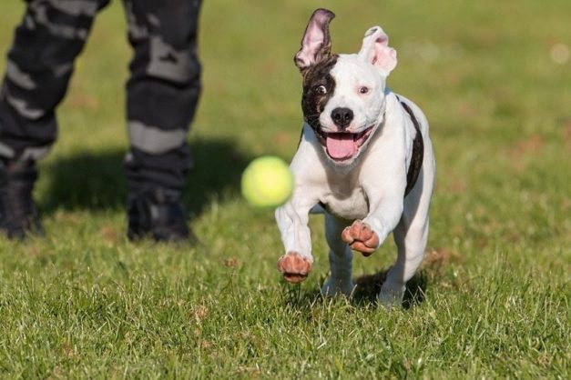 American Bully Standard: Facts, History & Origin (With Pictures ...