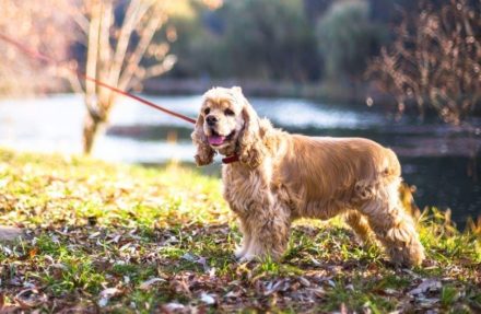5 Types of Spaniel Dog Breeds & Their Differences (With Info & Pictures ...