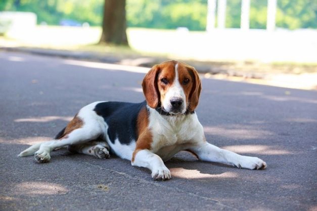 12 Best Hunting Dog Breeds (With Info & Pictures) | Hepper Pet Resources