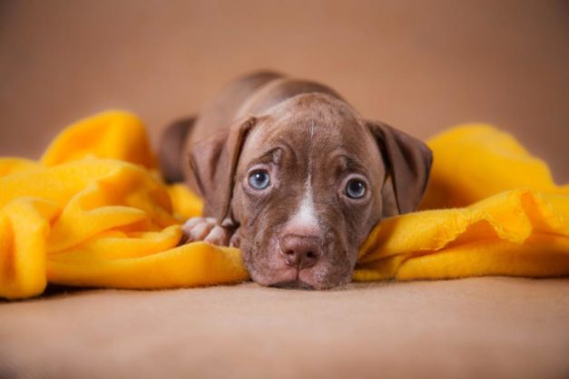 10 Pitbull Pros & Cons: What to Know Before Adopting | Hepper Pet Resources