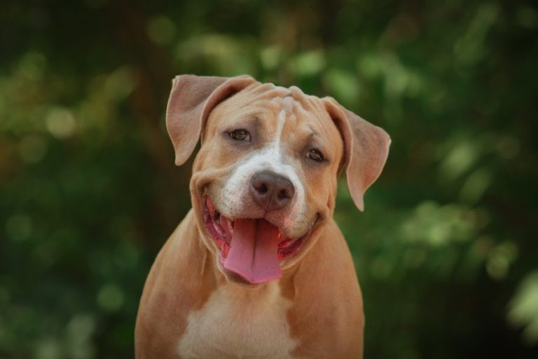 10 Pitbull Pros & Cons: What to Know Before Adopting | Hepper Pet Resources