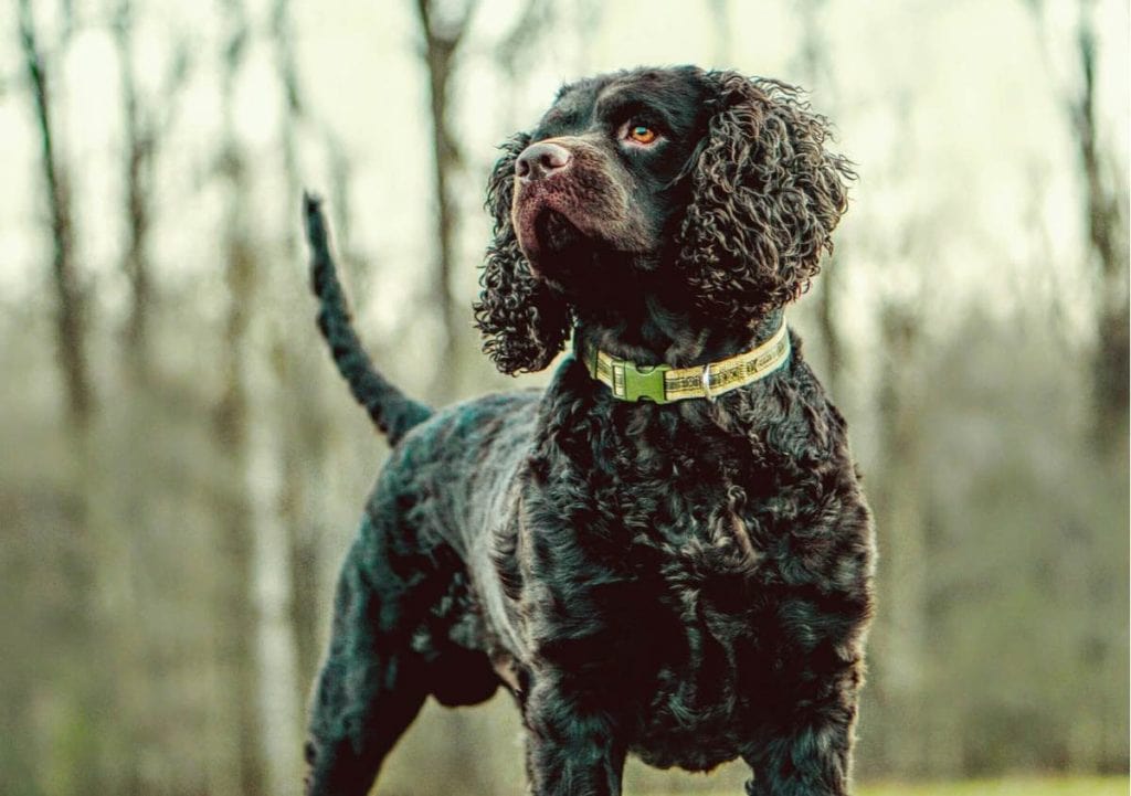 20 Water Dog Breeds That Like to Swim (With Info & Pictures) | Hepper ...