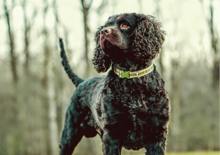 20 Water Dog Breeds That Like to Swim (With Info & Pictures) | Hepper ...