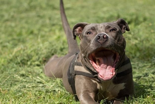 25 Pitbull Mixed Breeds (With Info & Pictures) | Hepper Pet Resources