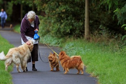 12 Dog Walking Statistics & Facts to Know (2026 Update) | Hepper Pet ...
