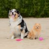 Aussiepom (Australian Shepherd & Pomeranian Mix): Info, Pictures, Care ...