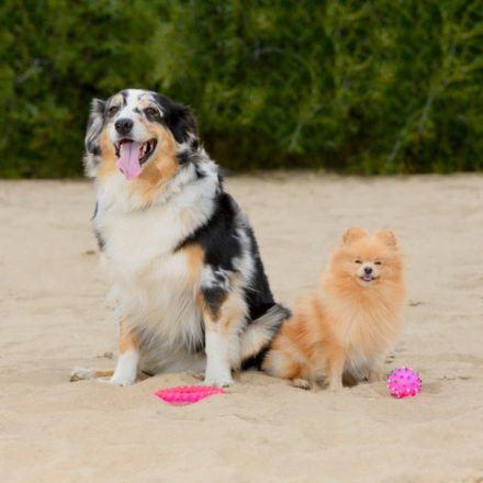 Aussiepom (Australian Shepherd & Pomeranian Mix): Info, Pictures, Care ...