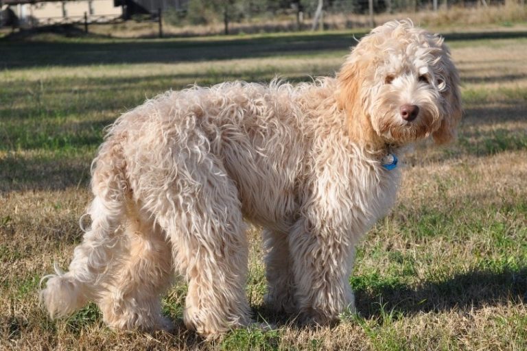 How Much Does An Australian Labradoodle Cost? 2025 Price Update ...