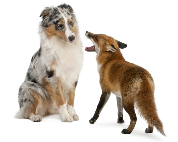 Are Foxes Related to Dogs? Breed Facts & Info | Hepper Pet Resources