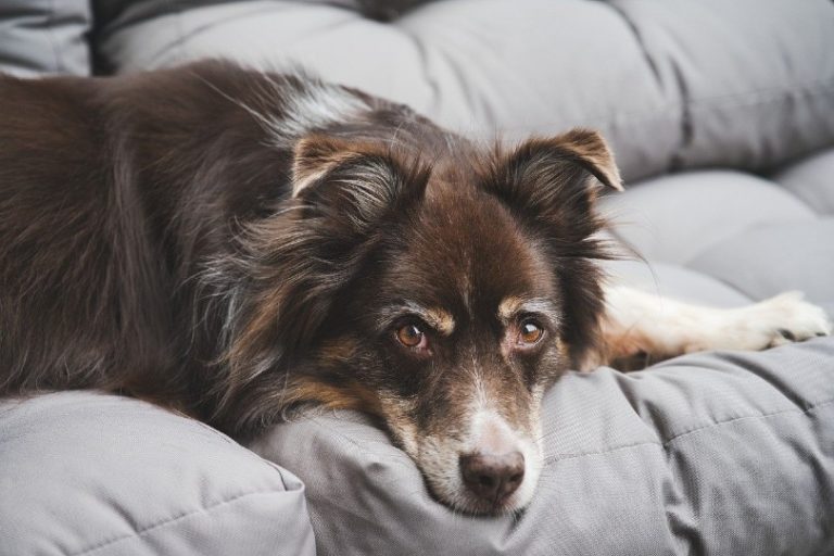 15 Fascinating Facts About Australian Shepherds | Hepper Pet Resources