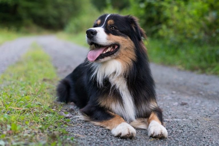 10 Best Guard Dogs for First-Time Owners (With Pictures) | Hepper Pet ...