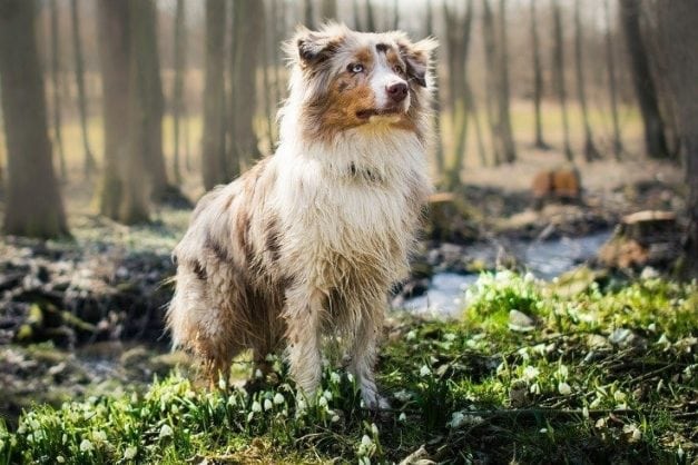 Do Australian Shepherds Shed? Care and Grooming Tips | Hepper Pet Resources