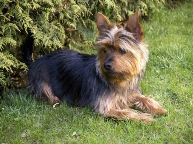 Biewer Terrier Dog Breed: Info, Pictures, Characteristics & More ...
