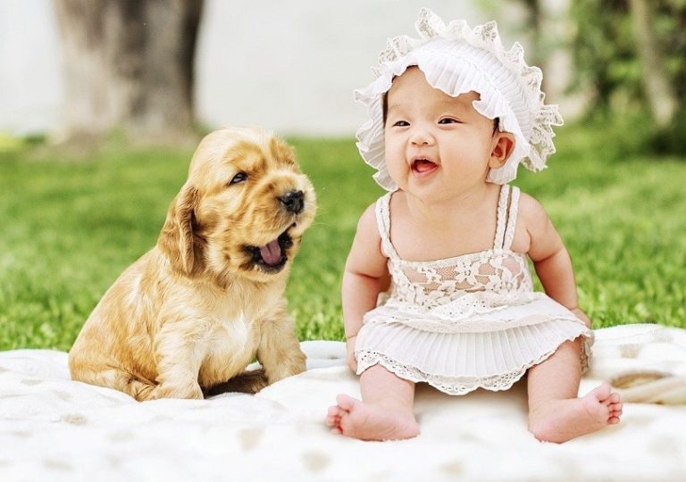 12 Dog Breeds That Are Good With Babies: Info, Pictures & Origin ...
