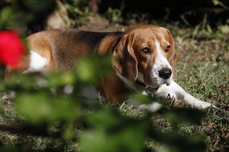 Bagle Hound (Basset Hound & Beagle Mix): Info, Pictures, Facts | Hepper ...