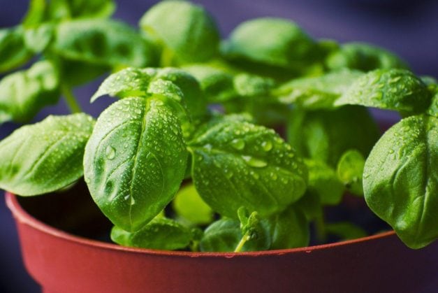 Can Cats Eat Basil? Vet-Reviewed Nutrition Facts & FAQ | Hepper Pet ...