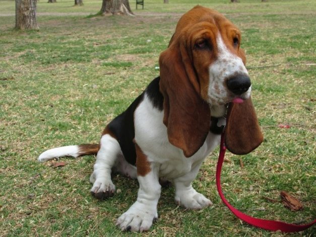 11 Incredible Basset Hound Colors & Patterns (With Pictures) | Hepper ...