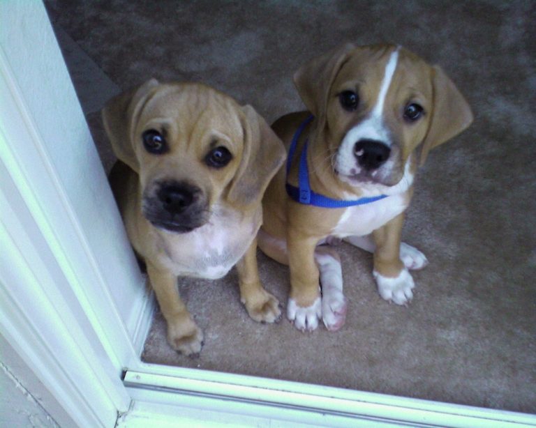 23 Bulldog Mixed Breeds (With Info & Pictures) (with Pictures) | Hepper ...