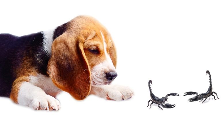 Dog Stung by a Scorpion? Our Vet Explains What to Do | Hepper Pet Resources