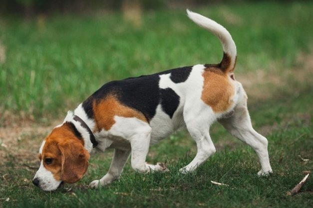 How to Train a Beagle to Hunt – 6 Effective Tips | Hepper Pet Resources