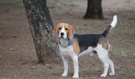 What Were Beagles Bred For? Breed History Explained | Hepper Pet Resources