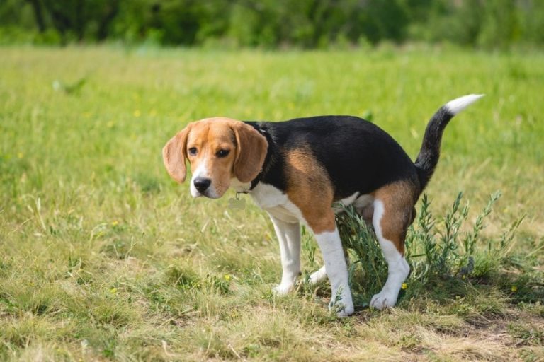 How Long After Eating Does a Dog Poop? Canine Digestive Facts (Vet ...