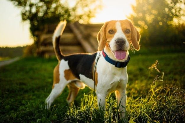 How Big Do Beagles Get? With Growth & Weight Chart | Hepper Pet Resources