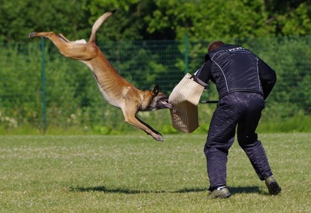Are Belgian Malinois Aggressive? Understanding Your Dog | Hepper Pet ...