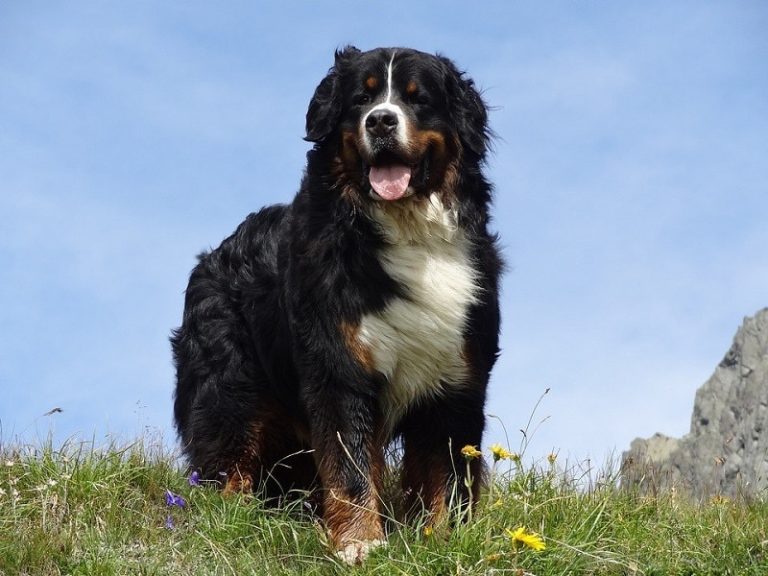 10 Most Popular Dog Breeds in Canada (2026 Update) | Hepper Pet Resources