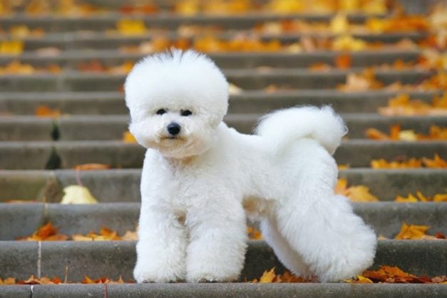 4 Beautiful Bichon Frise Colors: Variations Explained (with Pictures ...