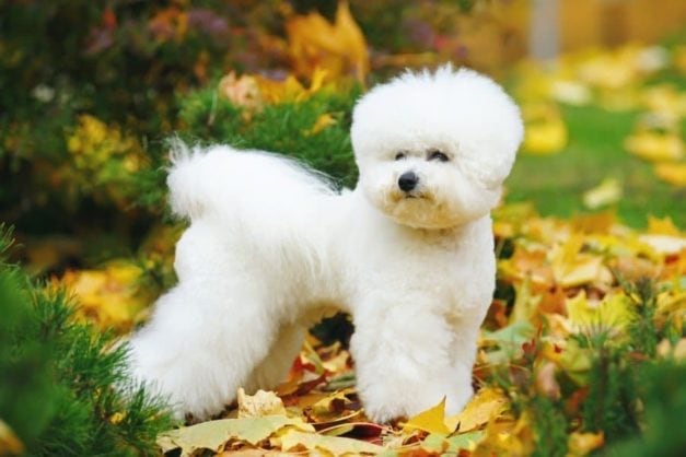 16 Bichon Frise Haircuts & Grooming Styles in 2026 (With Pictures ...