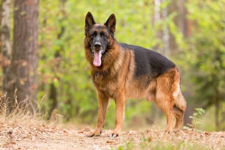 Do German Shepherds Make Good Guard Dogs? Breed Facts & FAQ | Hepper ...