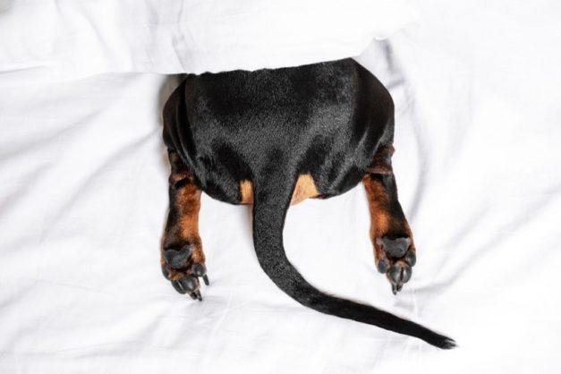 Dog Anatomy Basics: 11 Things All Pup Parents Should Know (Vet-Approved ...