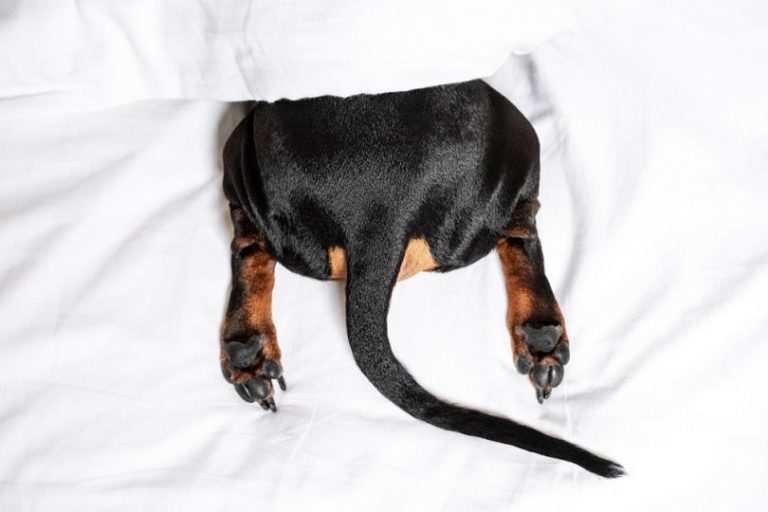 Dog Anatomy Basics: 11 Things All Pup Parents Should Know (Vet-Approved ...