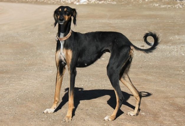 What Were Greyhounds Bred For? Origins & History Explained | Hepper Pet ...