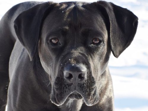 Black Cane Corso: Pictures, Facts, Origin & History (with Pictures ...