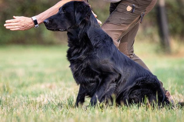 Types of Dog Training - 7 Proven Methods | Hepper Pet Resources