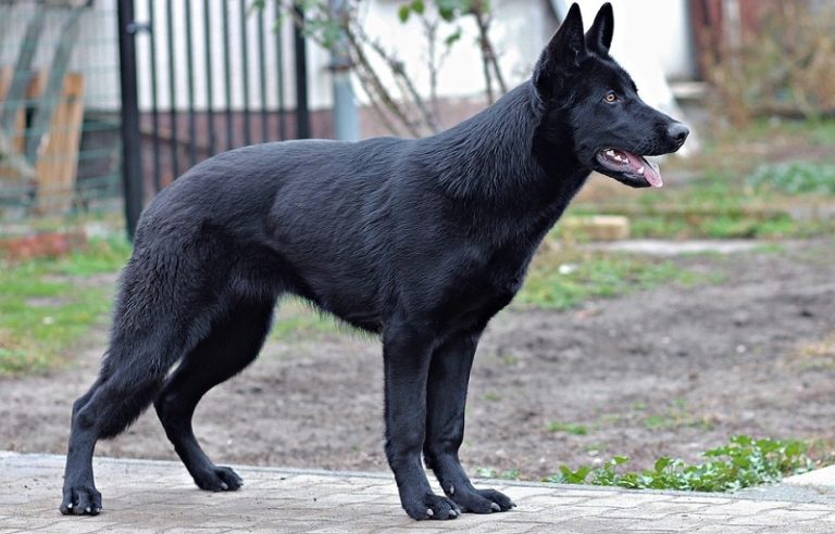What Kind of Dog Is Sirius Black From Harry Potter? Facts, & FAQ ...
