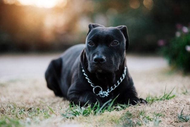 5 Types of Pitbull Dog Breeds: Info, Pictures, Facts & History | Hepper ...