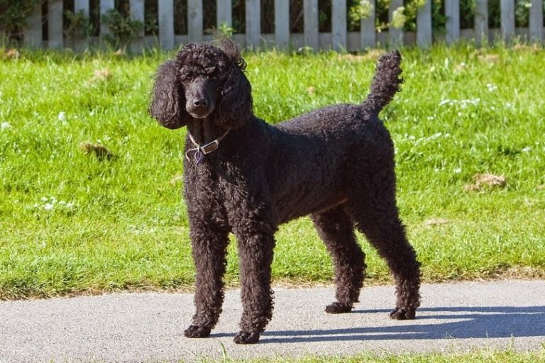 How Much Does a Poodle Cost? 2025 Price Guide | Hepper Pet Resources
