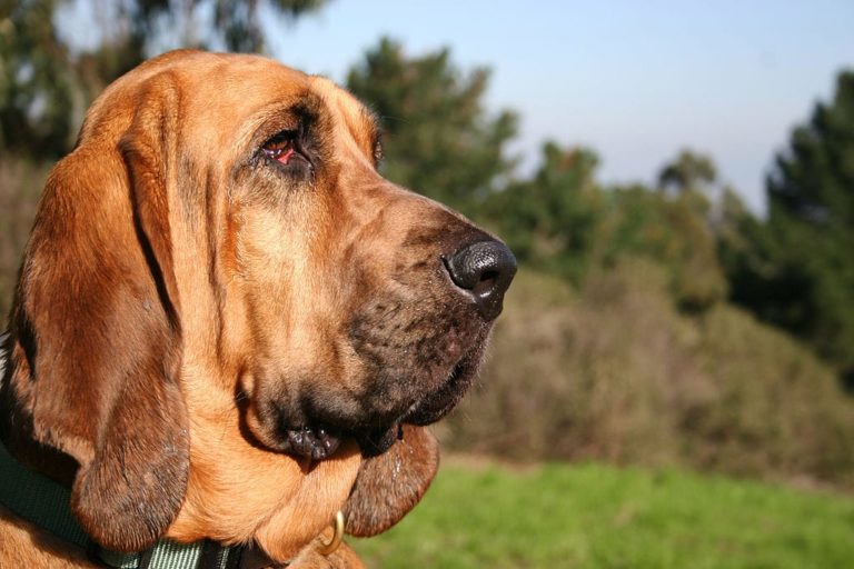 5 Common Bloodhound Health Issues: Our Vet Explains Signs & Treatments ...