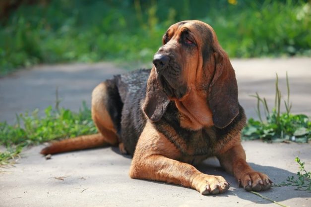 What Kind of Dog Is Clifford the Big Red Dog? The World’s Largest Dog ...