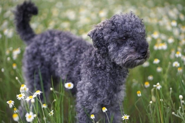 Corded Poodle: Facts, Origin & History (With Pictures) | Hepper Pet ...