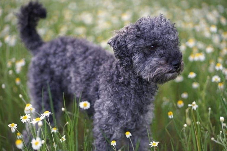 Silver Poodle: Facts, Origin & History (With Pictures) | Hepper Pet ...