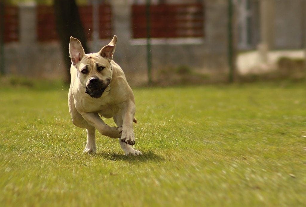 Boerboel Dog Breed Info, Pictures, Temperament & More | Hepper Pet ...