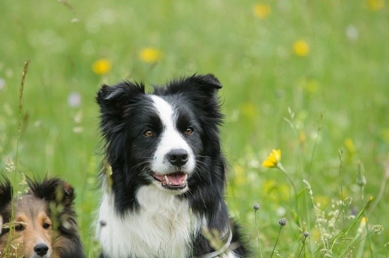 10 Dog Breeds That Are Similar to Collies (With Info & Pictures ...