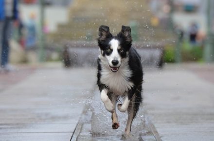How Fast Is a Border Collie? Speed Comparison & FAQs | Hepper Pet Resources