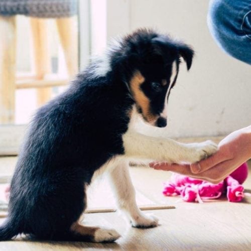 How Much Does a Border Collie Cost? 2025 Price Guide | Hepper Pet Resources