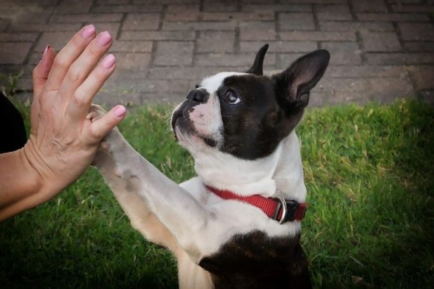 12 Types of Terrier Dog Breeds & Their Differences (With Info ...