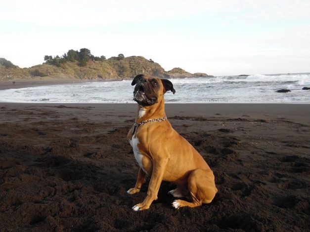 11 Dogs That Are Similar to Boxers (With Pictures) | Hepper Pet Resources